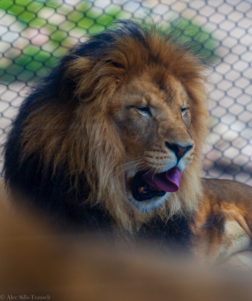 Santa Barbara Zoo Photos: What You'll See When You Visit
