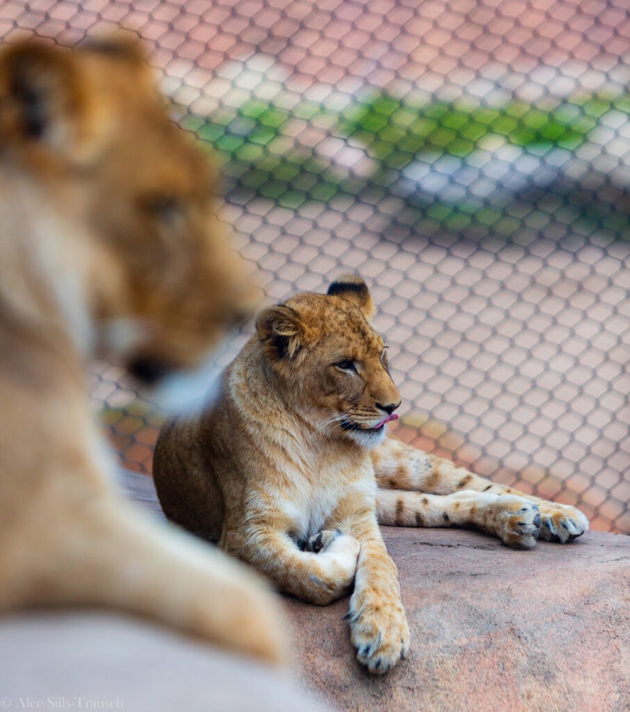 Santa Barbara Zoo Photos: What You'll See When You Visit