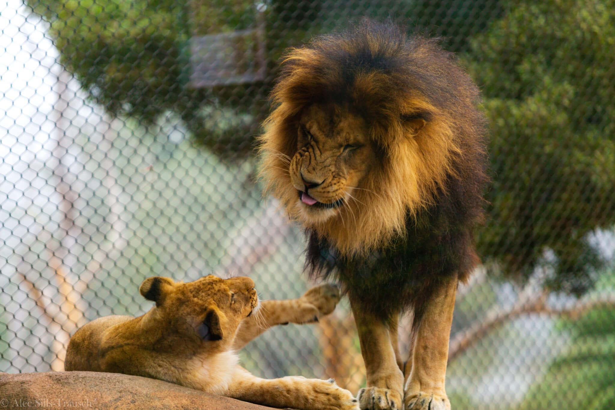 Santa Barbara Zoo Photos: What You'll See When You Visit