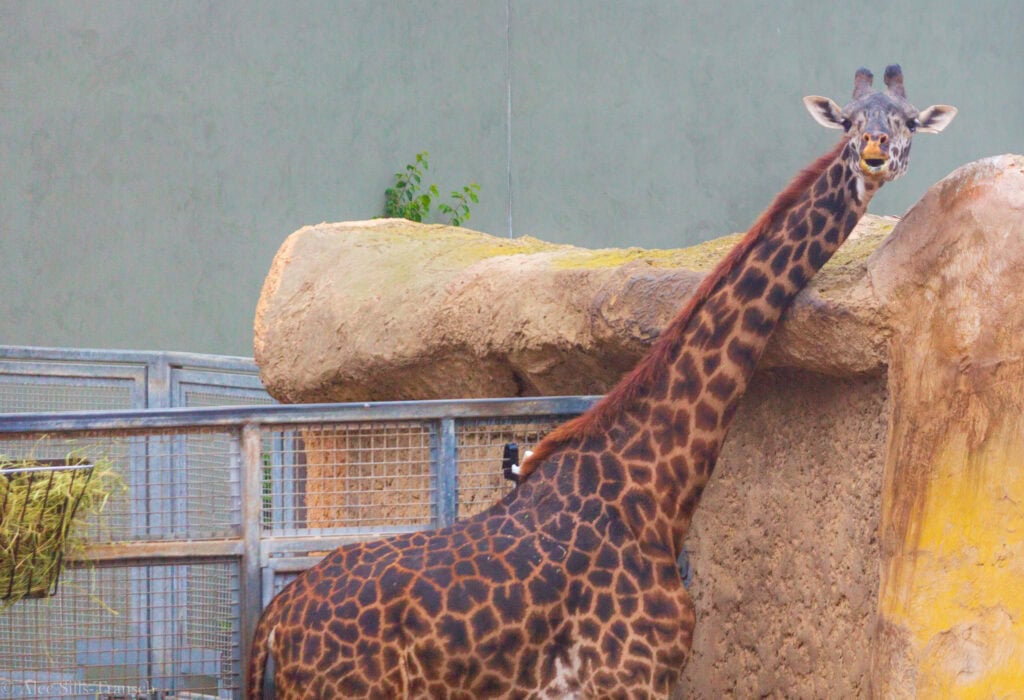 Santa Barbara Zoo Photos: What You'll See When You Visit