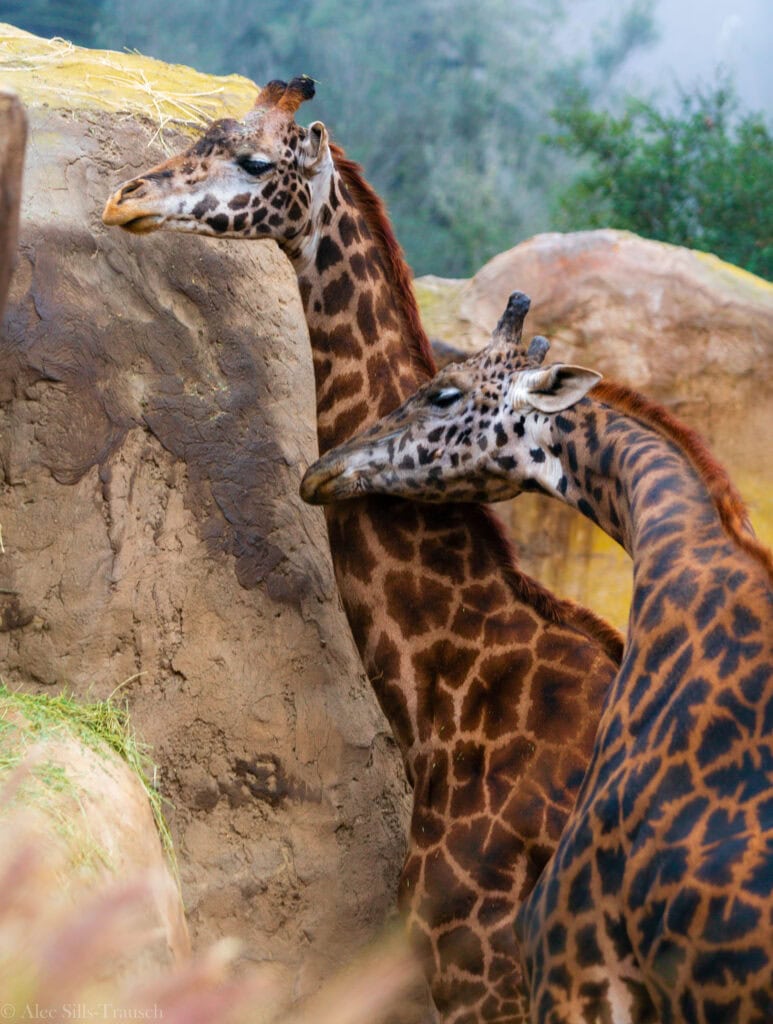 Santa Barbara Zoo Photos: What You'll See When You Visit