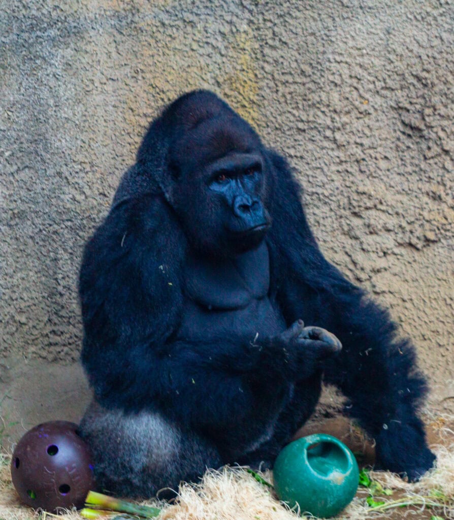 Santa Barbara Zoo Photos: What You'll See When You Visit