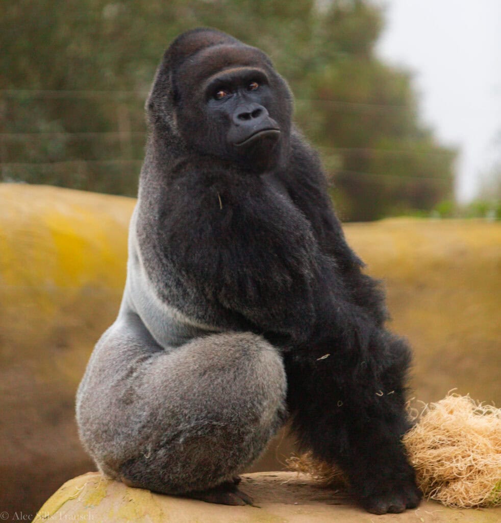 Santa Barbara Zoo Photos: What You'll See When You Visit
