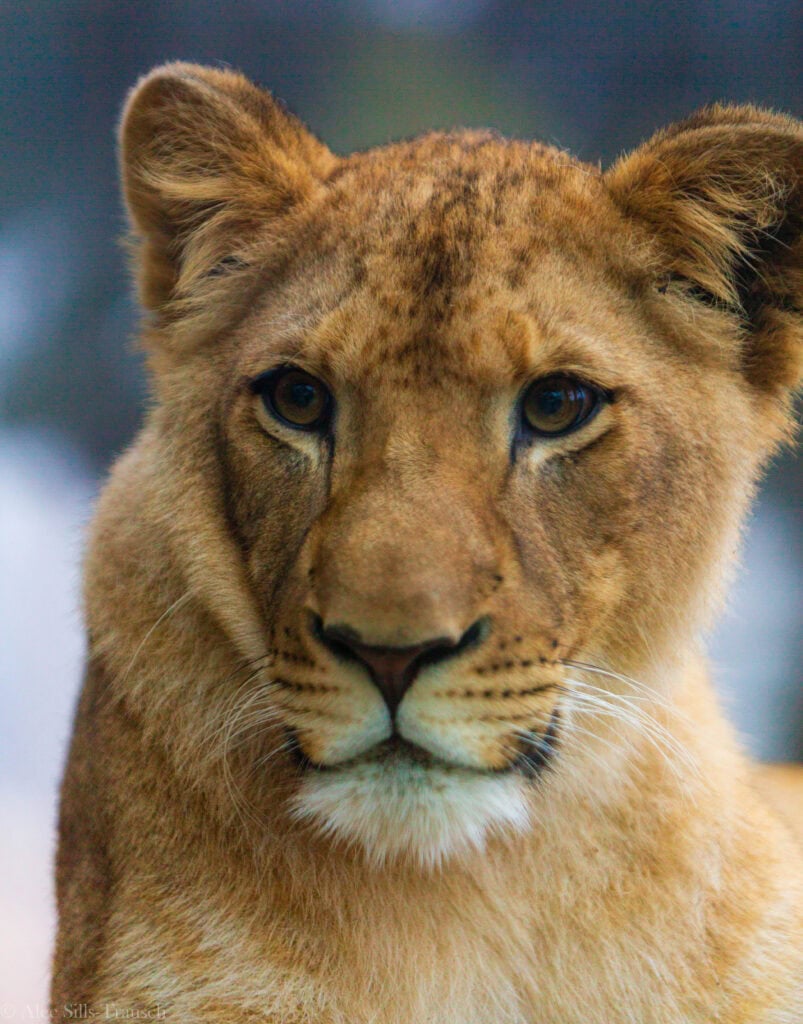Santa Barbara Zoo Photos: What You'll See When You Visit