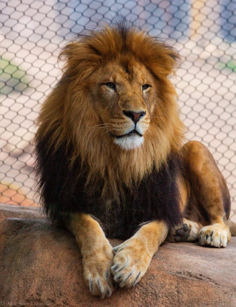 Santa Barbara Zoo Photos: What You'll See When You Visit