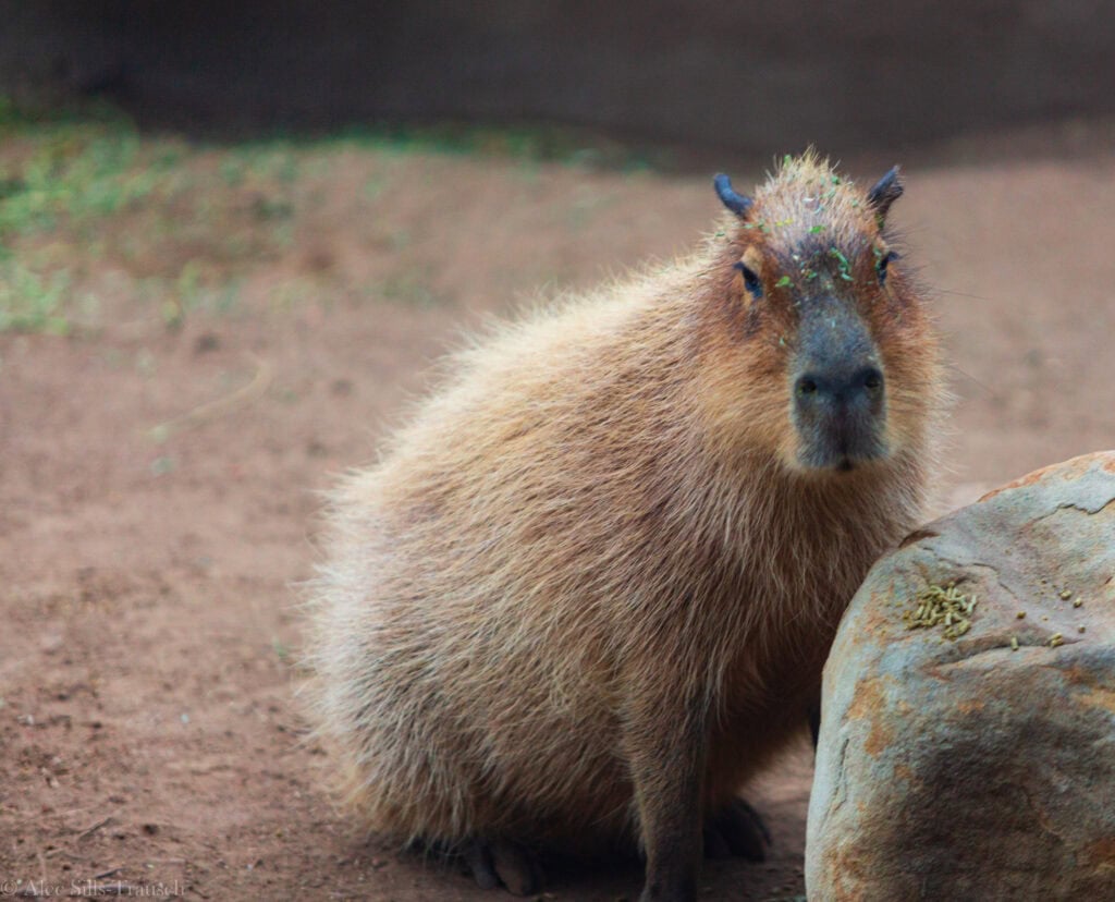 Santa Barbara Zoo Photos: What You'll See When You Visit