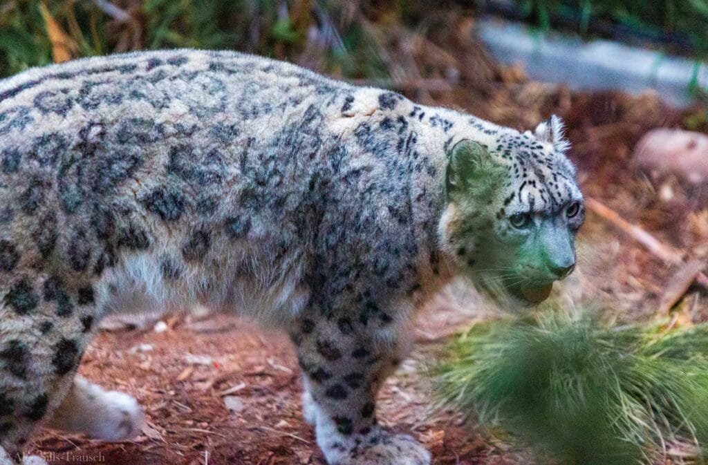 Santa Barbara Zoo Photos: What You'll See When You Visit