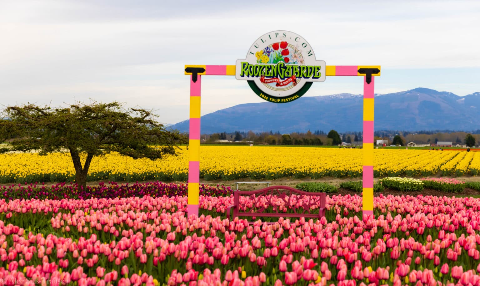 Photos from the 2025 Skagit Valley Tulip Festival