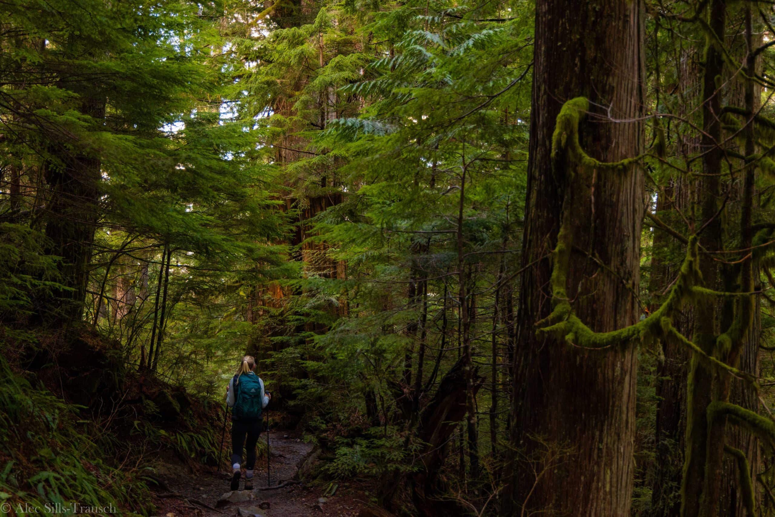 The 9 Best Hikes Along the Mountain Loop Highway in Washington