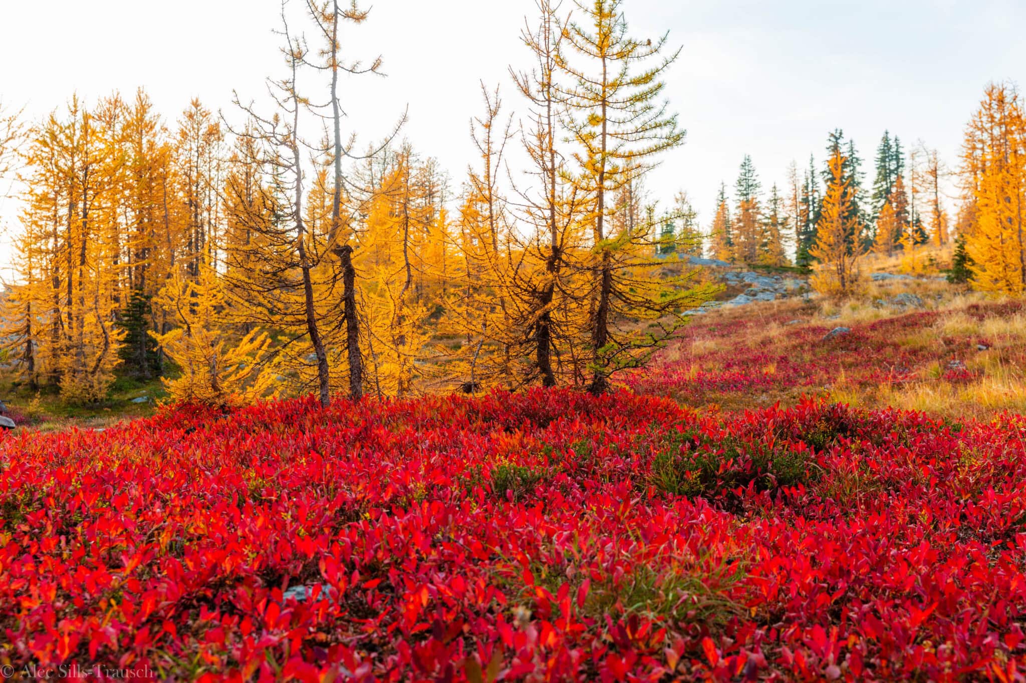 Discover The Best 12 Hikes Near Mazama, Washington