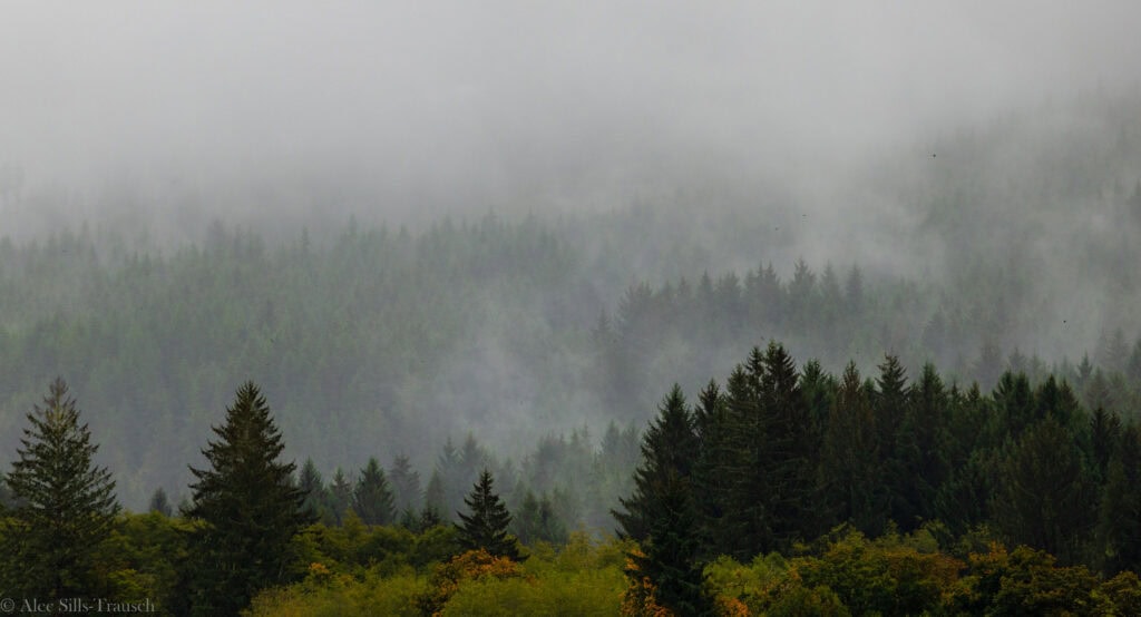 Expert Guide to Visiting the Hoh Rainforest in Olympic National Park