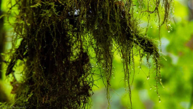 Expert Guide to Visiting the Hoh Rainforest in Olympic National Park