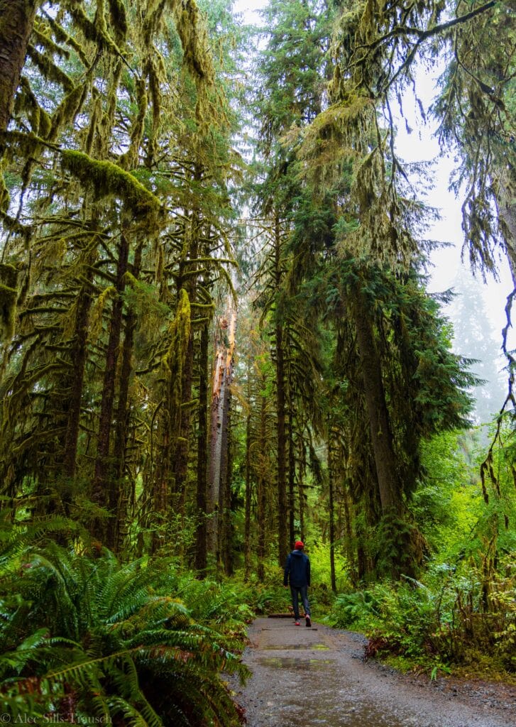 Expert Guide to Visiting the Hoh Rainforest in Olympic National Park