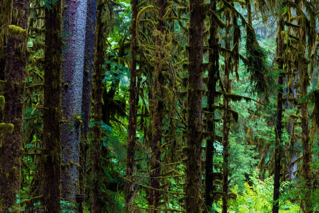 Expert Guide to Visiting the Hoh Rainforest in Olympic National Park