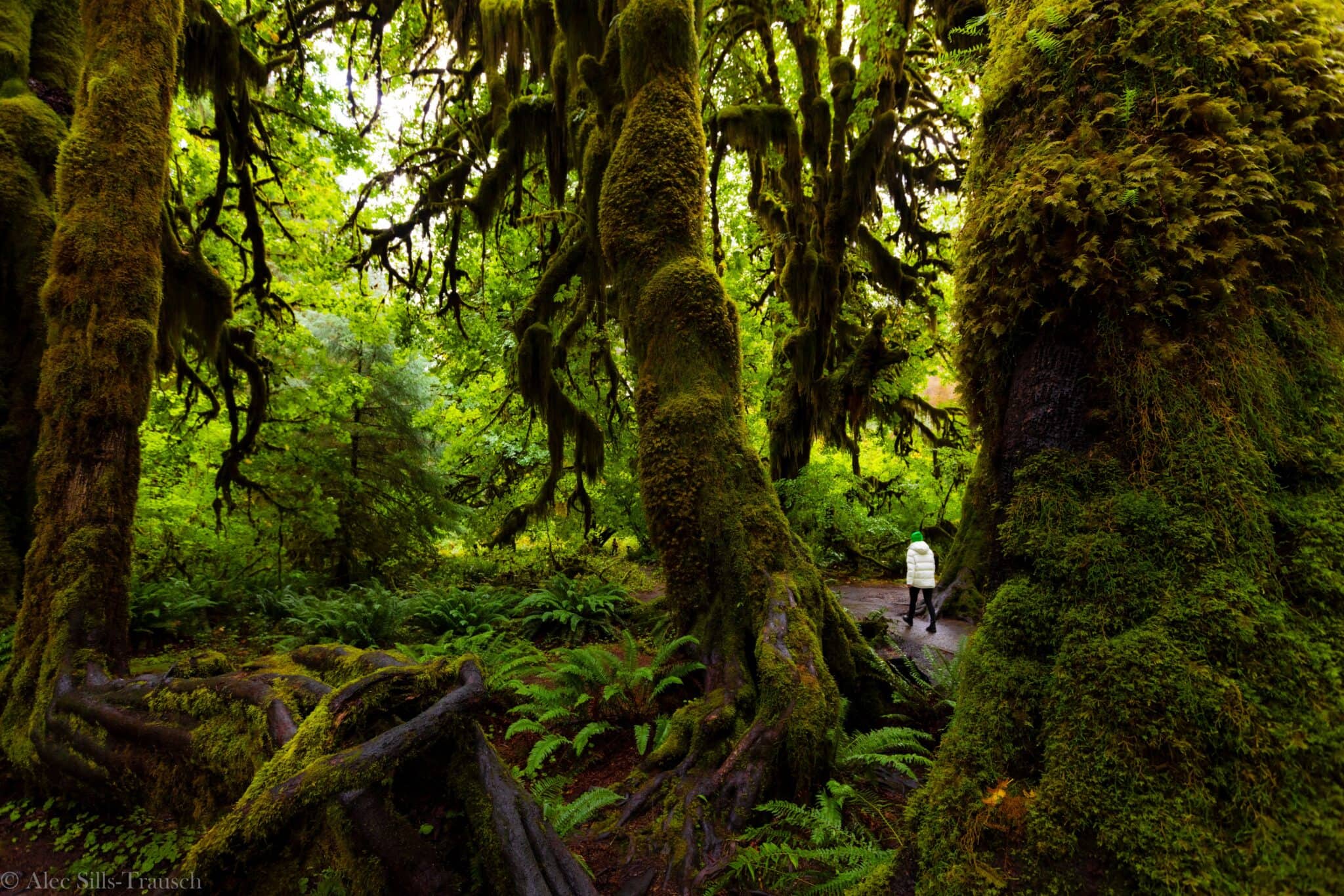 Expert Guide to Visiting the Hoh Rainforest in Olympic National Park