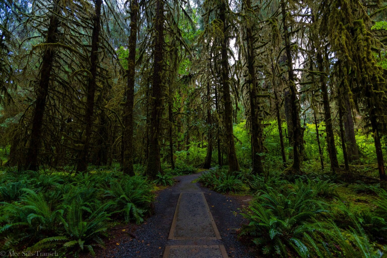 Expert Guide to Visiting the Hoh Rainforest in Olympic National Park