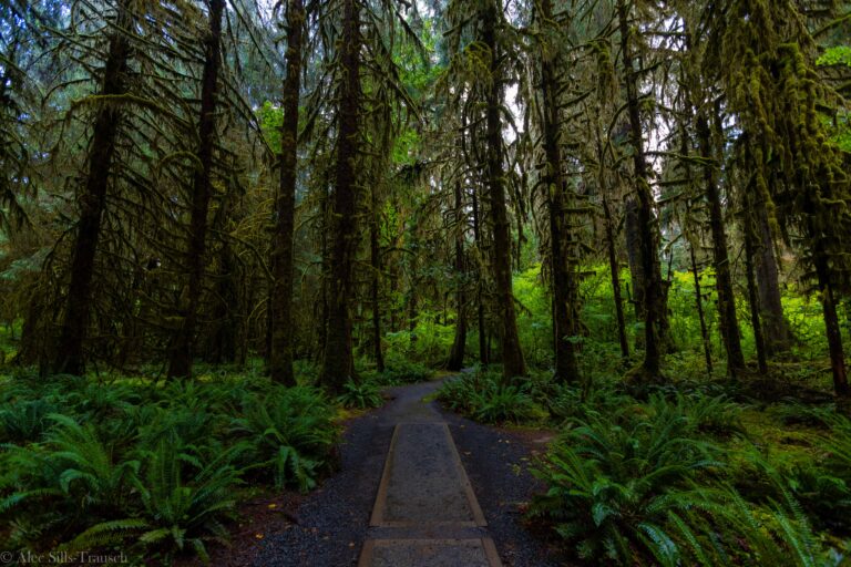 Expert Guide to Visiting the Hoh Rainforest in Olympic National Park