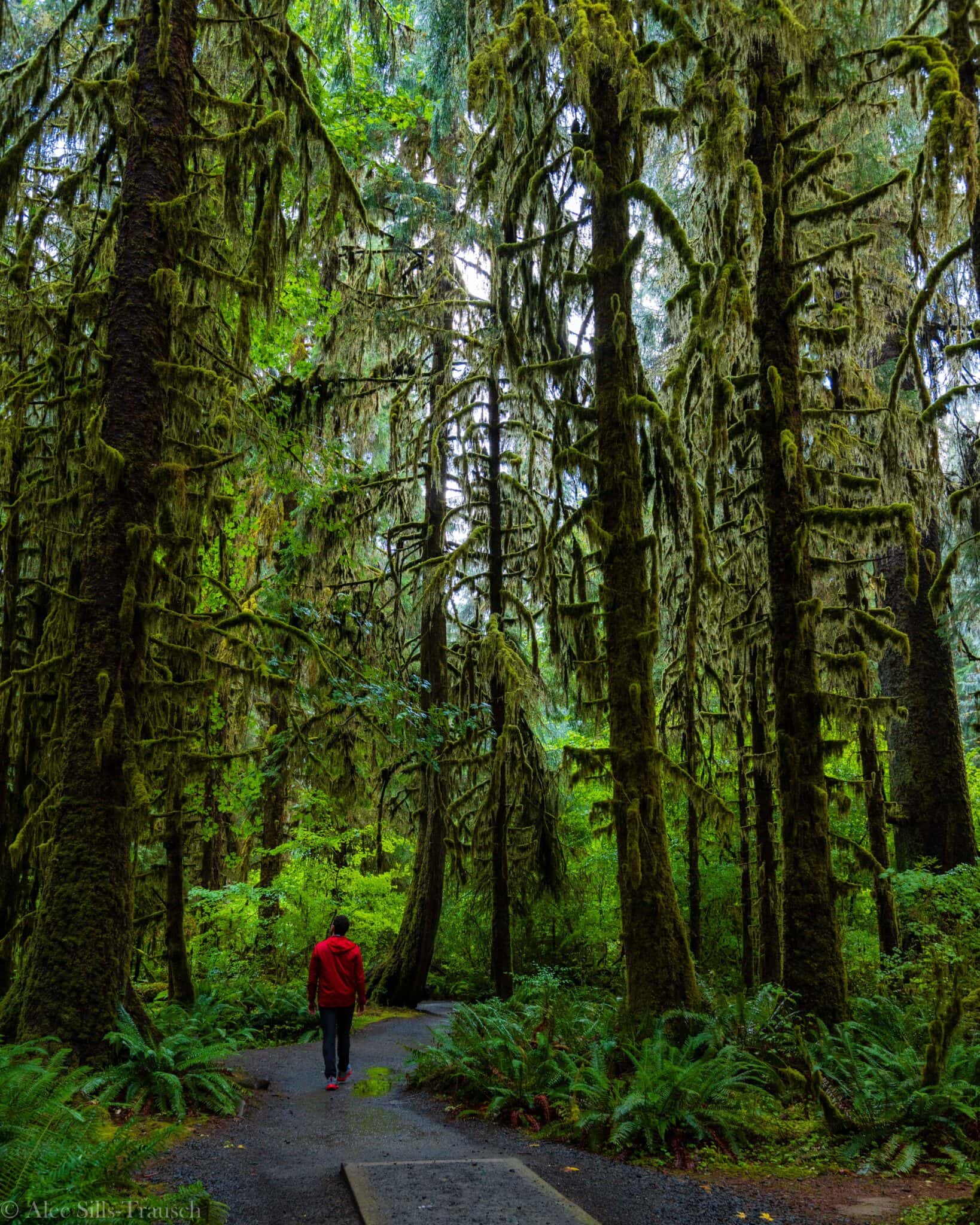Expert Guide to Visiting the Hoh Rainforest in Olympic National Park