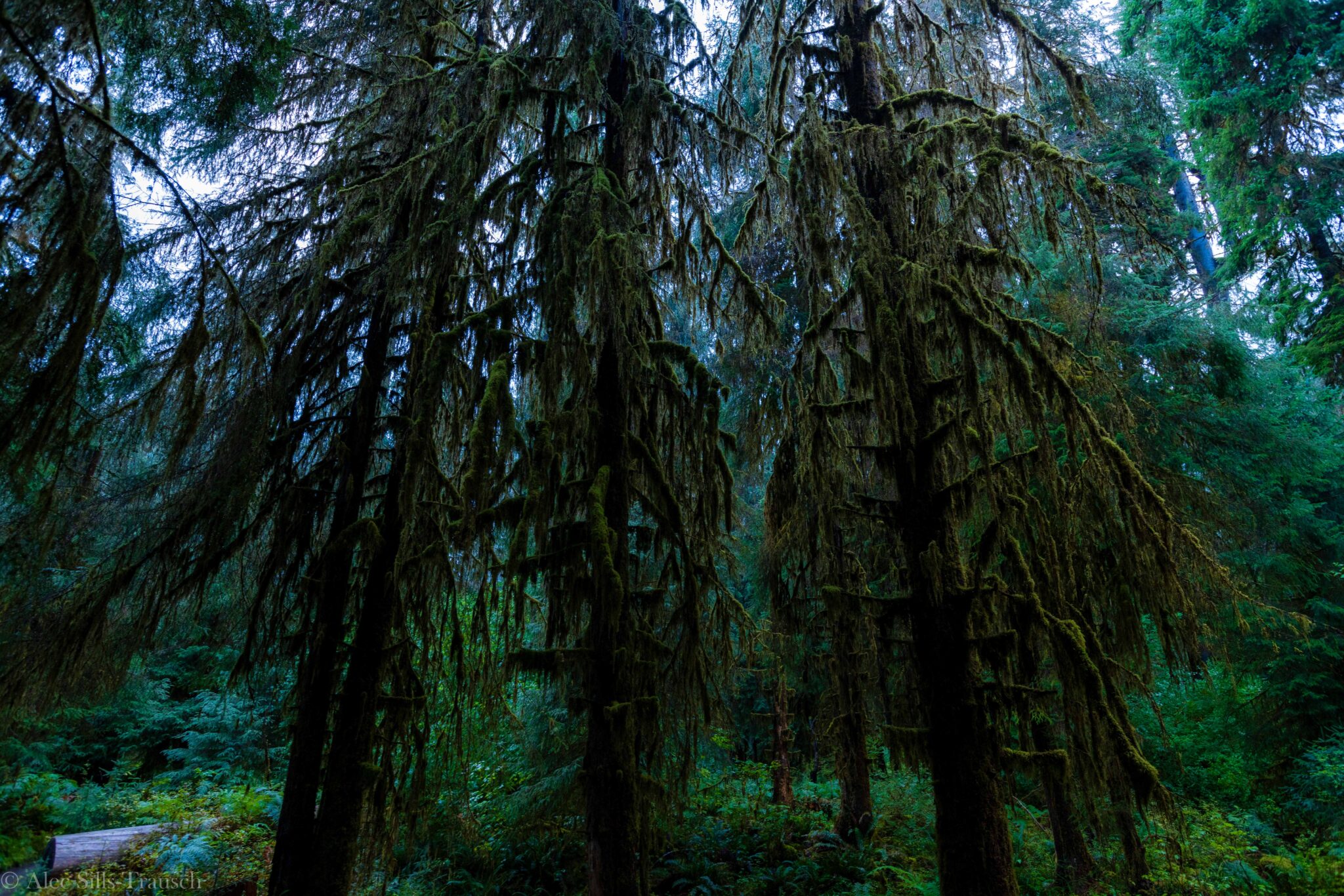 Expert Guide to Visiting the Hoh Rainforest in Olympic National Park