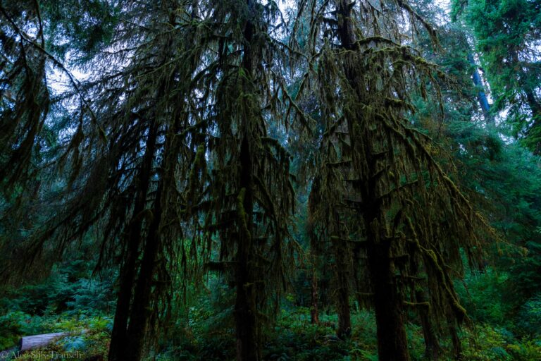 Expert Guide to Visiting the Hoh Rainforest in Olympic National Park
