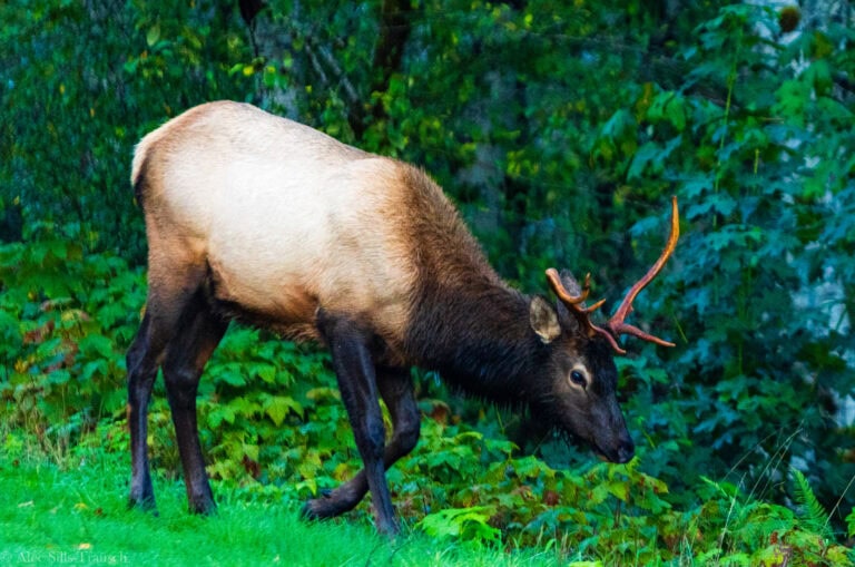 Expert Guide to Visiting the Hoh Rainforest in Olympic National Park