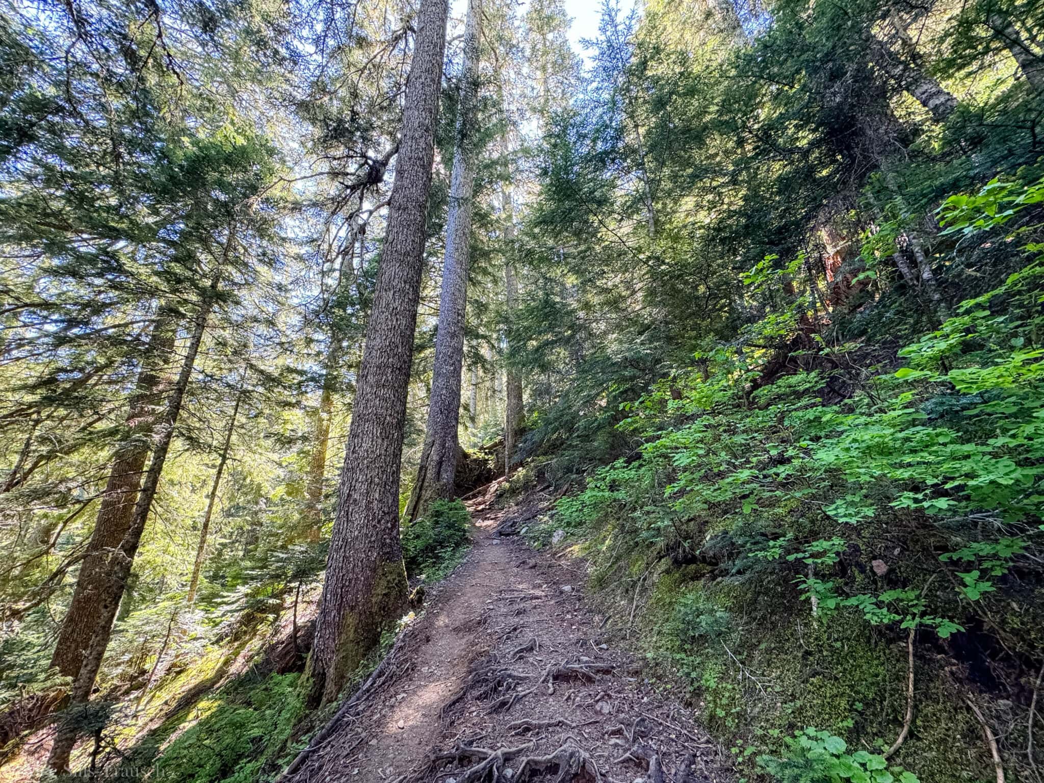 Heliotrope Ridge Trail: One of Washington's Most Underrated Hikes