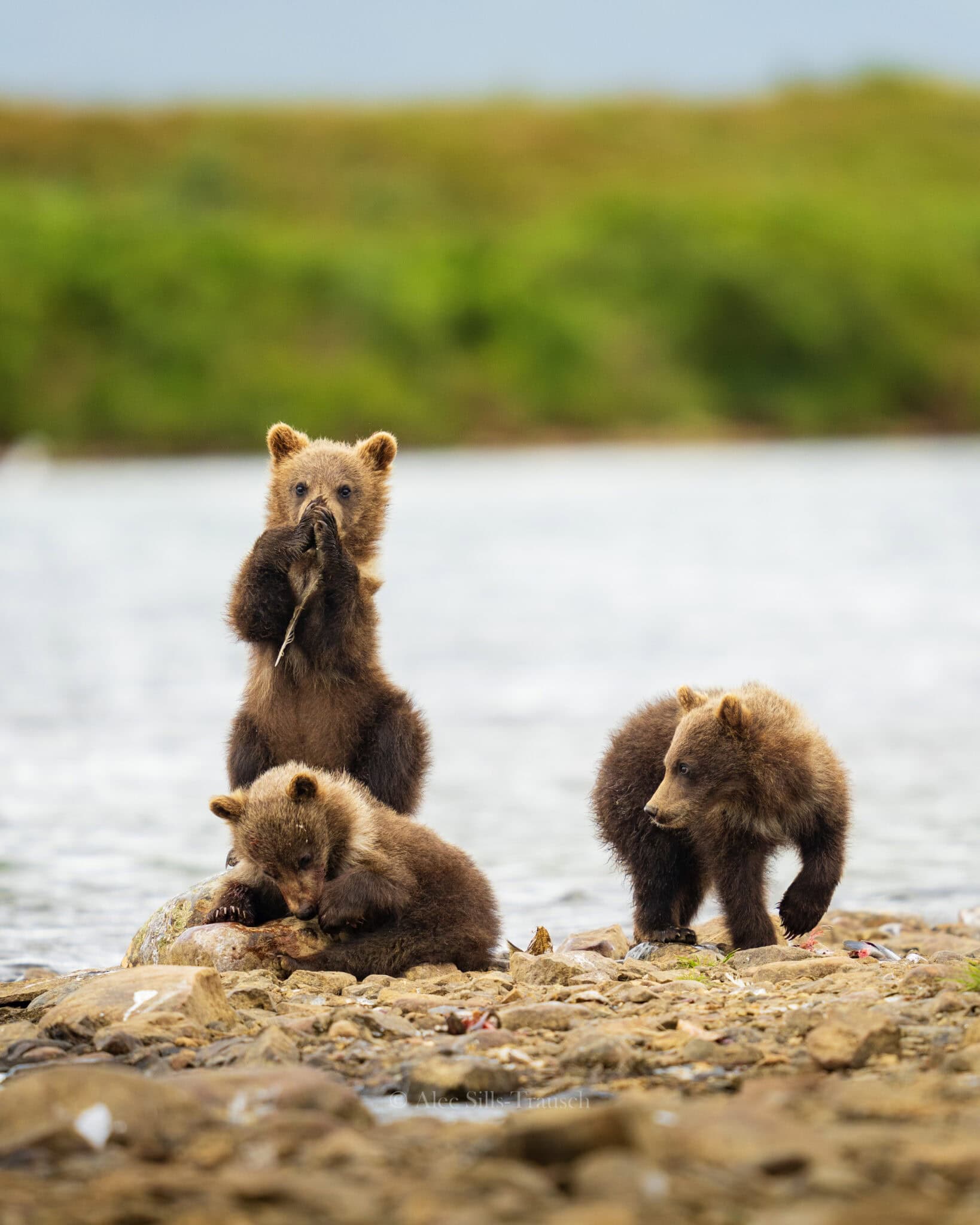 The Best Cameras for Wildlife Photography (Plus Entry Level Options) in ...