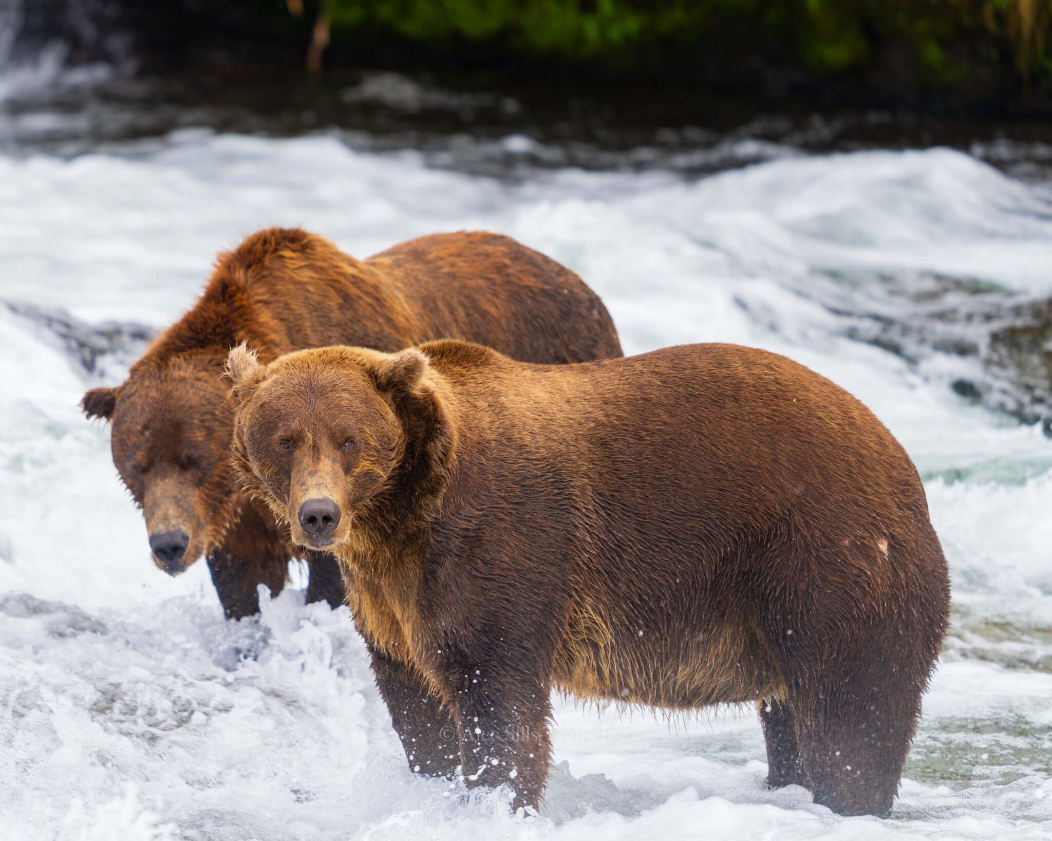 Your guide to visiting Alaska's Brooks Falls in Katmai National Park