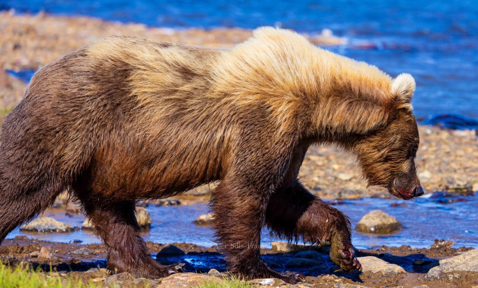 14 Best Places to See Wildlife Around the World (That I've Photographed)