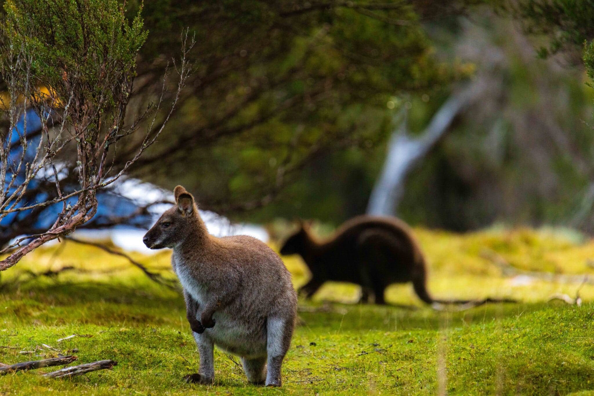 Stunning Six-Day Road trip Through the Tasmania National Parks