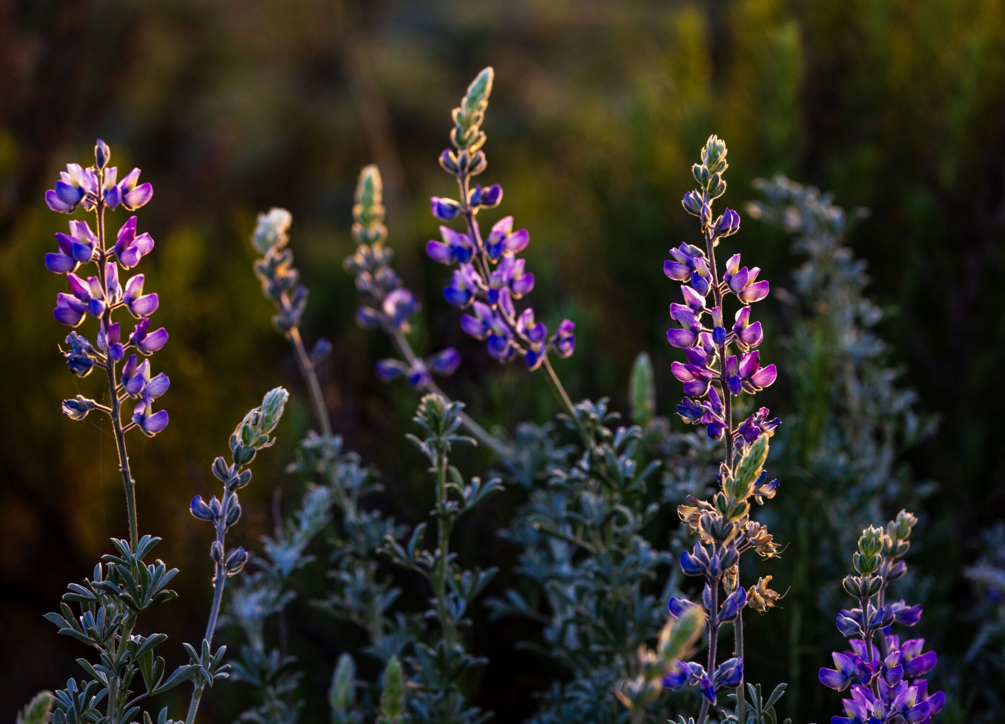 Why Santa Maria Valley is Worth Visiting: 3-Day Itinerary, Top ...